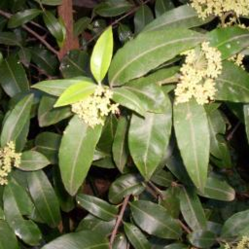 Lemon Myrtle (Backhousia Citriodora) Plant Care & How to Grow, Water