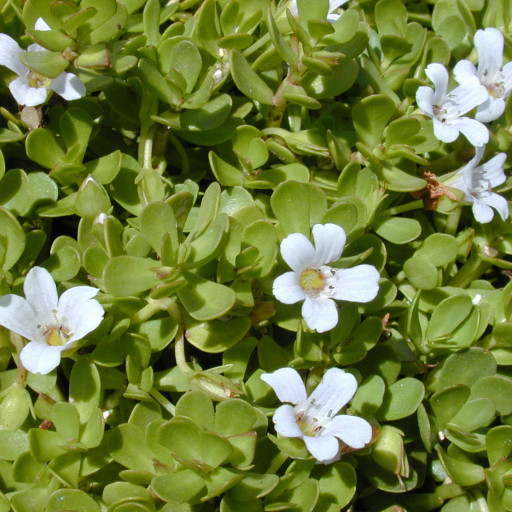 Herb Of Grace (Bacopa Monnieri) Plant Care & How to Grow, Water