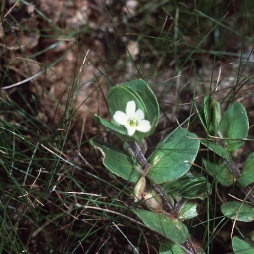 Disk Waterhyssop (Bacopa Rotundifolia) Plant Care & How to Grow, Water