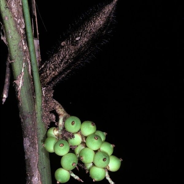Bactris Aubletiana Plant Care & How to Grow, Water
