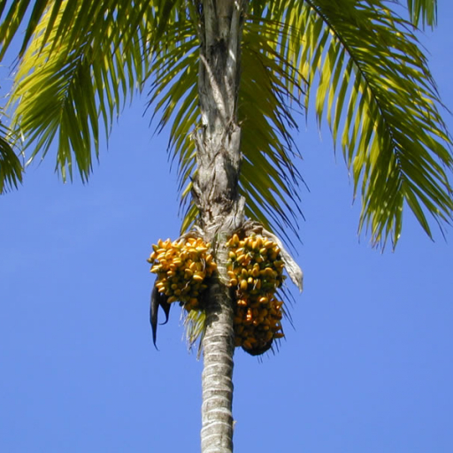 Peach Palm (Bactris Gasipaes) Plant Care & How to Grow, Water