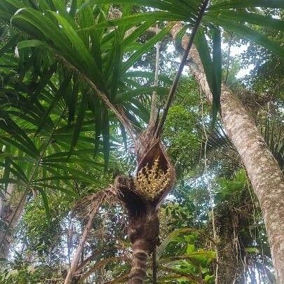 Bactris Setosa Plant Care & How to Grow, Water