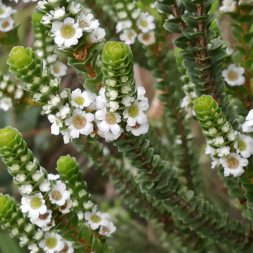 Heath Myrtle (Baeckea Imbricata) Plant Care & How to Grow, Water