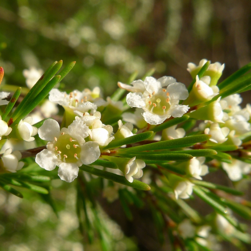 Weeping Baeckea (Baeckea Linifolia) Plant Care & How to Grow, Water