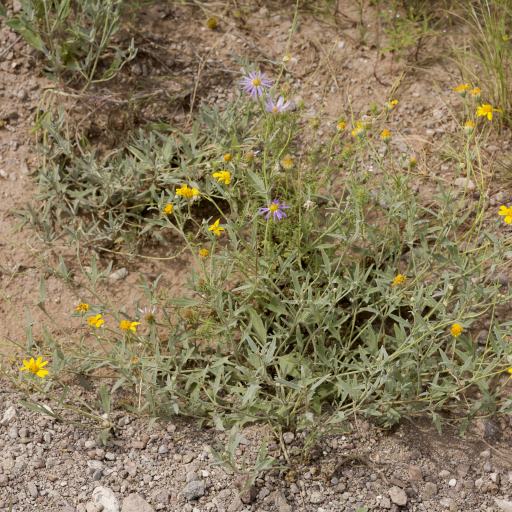 Bahia Absinthifolia Plant Care & How to Grow, Water