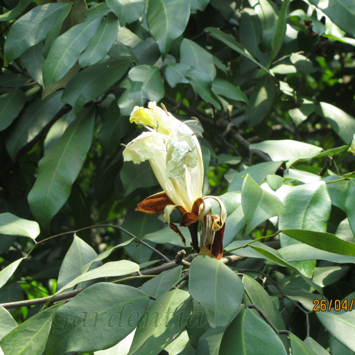 Nkobakoba (Baikiaea Insignis) Plant Care & How to Grow, Water