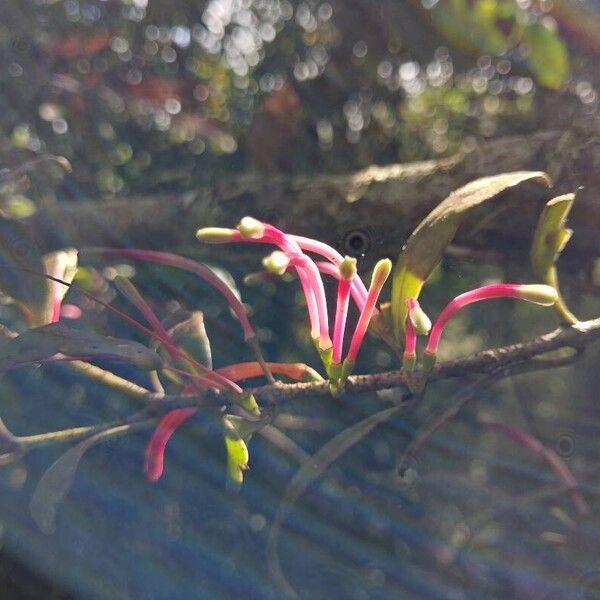 Bakerella Clavata Care Guide: Water, Soil & Propagation - Plantiary