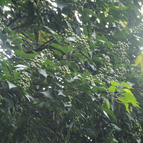 Mousedeers Rubber Tree (Balakata Baccata) Plant Care & How to Grow, Water