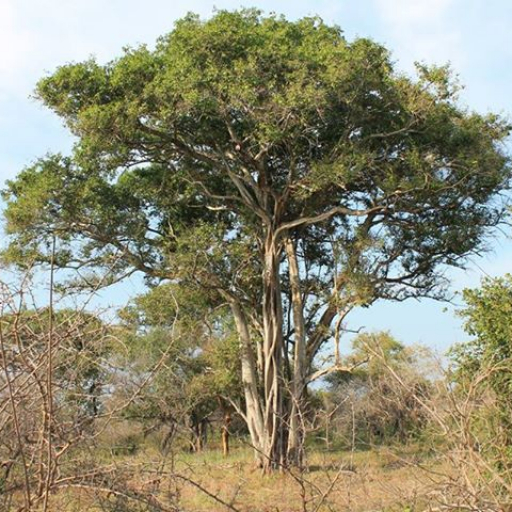 Greenthorn (Balanites Maughamii) Plant Care & How to Grow, Water