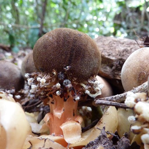 Fox's Tail Balanophora (Balanophora Fungosa) Plant Care & How to Grow ...