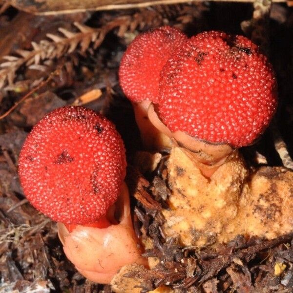 Japanese Balanophora (Balanophora Japonica) Plant Care & How to Grow, Water