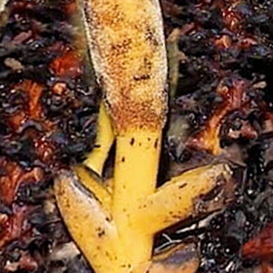 Balanophora Latisepala Plant Care & How to Grow, Water
