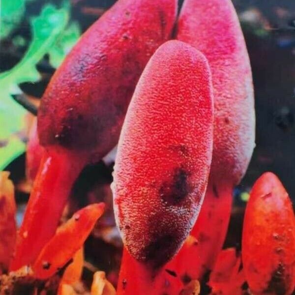 Anastatica (Anastatica Hierochuntica) Plant Care & How to Grow, Water