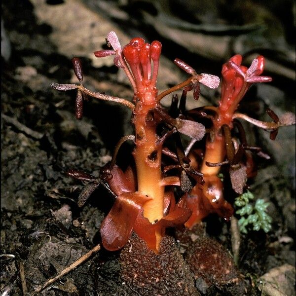 Balanophora Reflexa Plant Care & How to Grow, Water