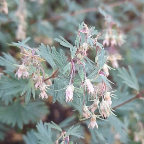 Balbisia Gracilis Care Guide: Water, Soil & Propagation - Plantiary