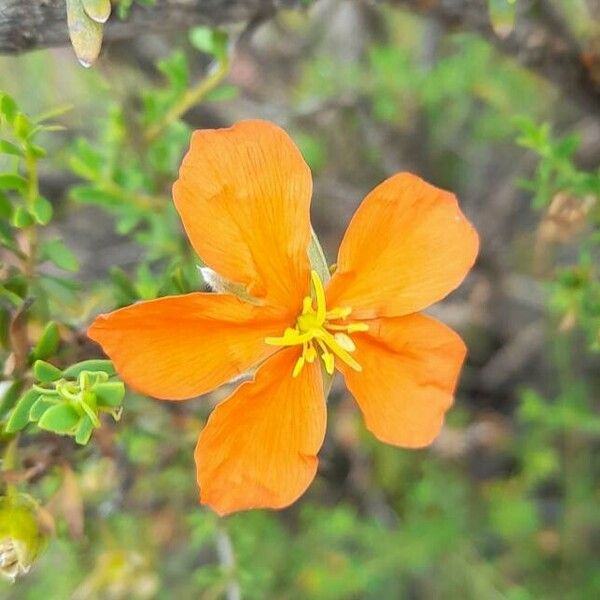 Balbisia Miniata Care Guide: Water, Soil & Propagation - Plantiary