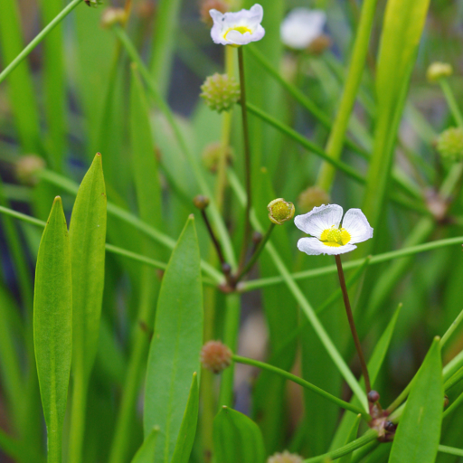 Lesser-Water-ain (Baldellia Ranunculoides) Care Guide: Water, Soil ...