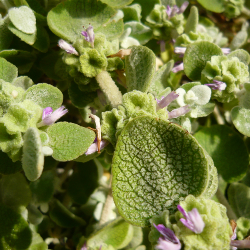 False Dittany (Ballota Acetabulosa) Plant Care & How to Grow, Water