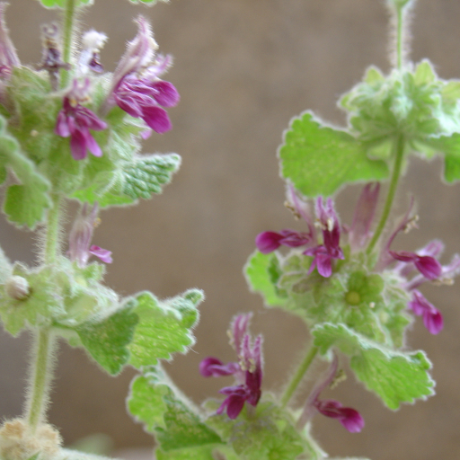 Ballota Hirsuta Plant Care & How to Grow, Water