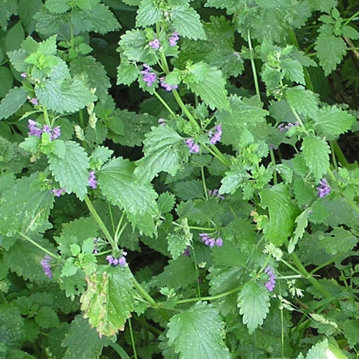 Black Horehound (Ballota Nigra) Plant Care & How to Grow, Water