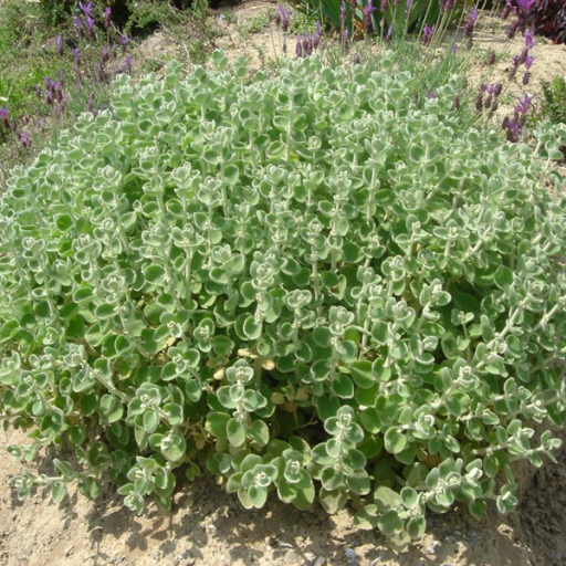 Ballota Pseudodictamnus Plant Care & How to Grow, Water