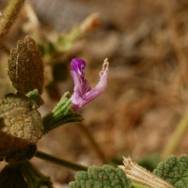 Ballota Saxatilis Plant Care & How to Grow, Water