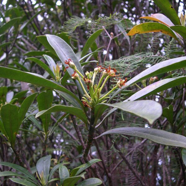Baloghia Bureavii Care Guide: Water, Soil & Propagation - Plantiary