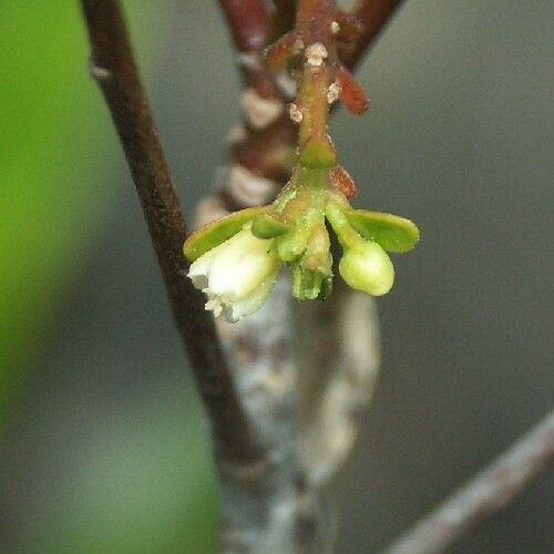 Baloghia Neocaledonica Care Guide: Water, Soil & Propagation - Plantiary
