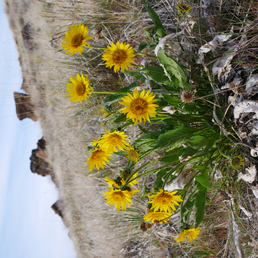 Carey's Balsamroot (Balsamorhiza Careyana) Plant Care & How to Grow, Water
