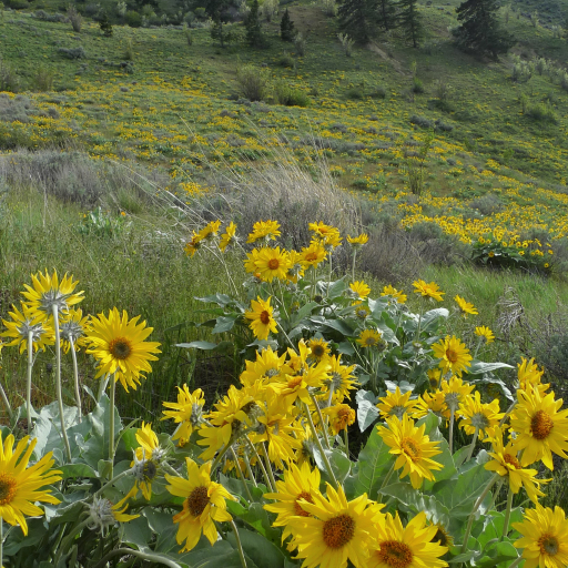 Arrowleaf Balsamroot (Balsamorhiza Sagittata) Plant Care & How to Grow ...