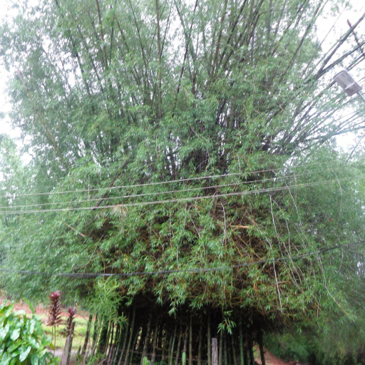 Indian Thorny Bamboo (Bambusa Bambos) Plant Care & How to Grow, Water