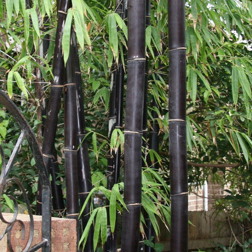 Timor Black Bamboo (Bambusa Lako) Plant Care & How to Grow, Water