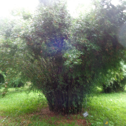 Hedge Bamboo (Bambusa Multiplex) Plant Care & How to Grow, Water