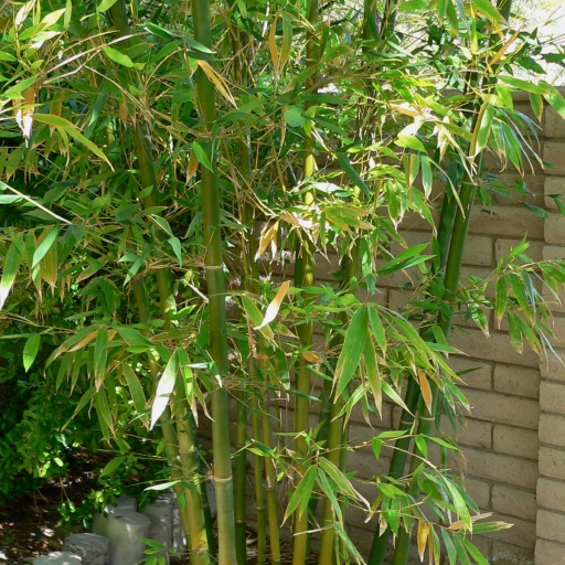 Giant Timber Bamboo (Bambusa Oldhamii) Plant Care & How to Grow, Water
