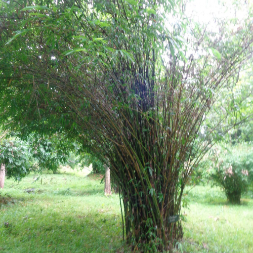 Bengal Bamboo (Bambusa Tulda) Plant Care & How to Grow, Water