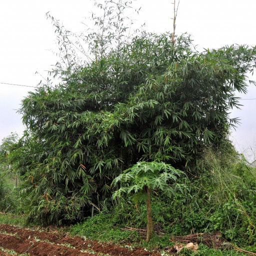 Bamboo (Bambusa Vulgaris) Plant Care & How to Grow, Water