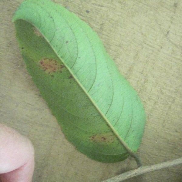 Banara Guianensis Plant Care & How to Grow, Water