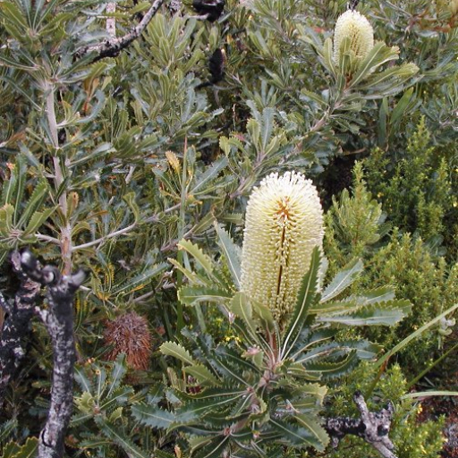 Wallum Banksia (Banksia Aemula) Plant Care & How to Grow, Water