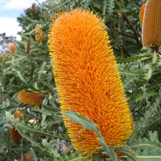 Ashby's Banksia (Banksia Ashbyi) Plant Care & How to Grow, Water