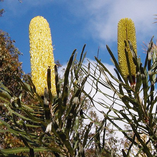 Coast Banksia (Banksia Attenuata) Plant Care & How to Grow, Water