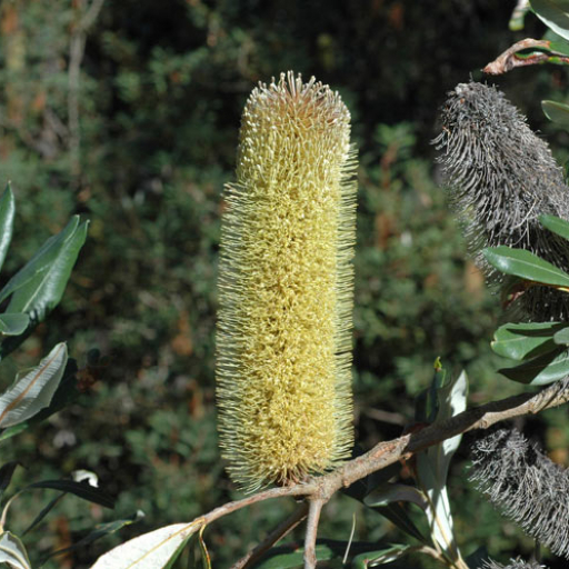 Banksia Conferta Plant Care & How to Grow, Water