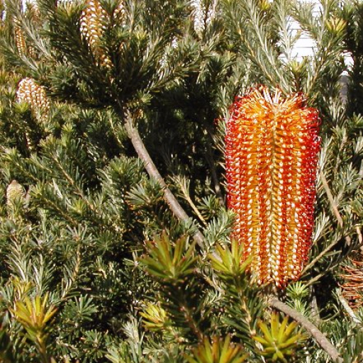Heath-Leaved Banksia (Banksia Ericifolia) Plant Care & How to Grow, Water