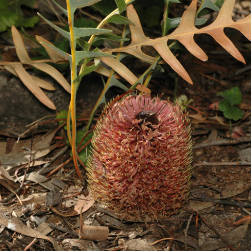 Banksia Gardneri Plant Care & How to Grow, Water