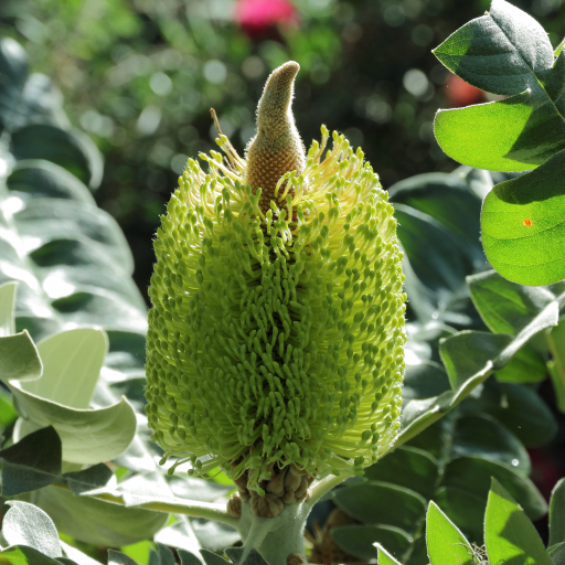 Giant Banksia (Banksia Grandis) Plant Care & How to Grow, Water