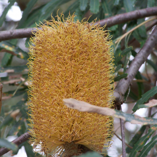 Swamp Banksia (Banksia Littoralis) Plant Care & How to Grow, Water