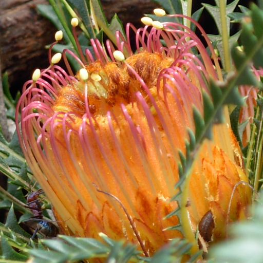 Honeypot Dryandra (Banksia Nivea) Plant Care & How to Grow, Water