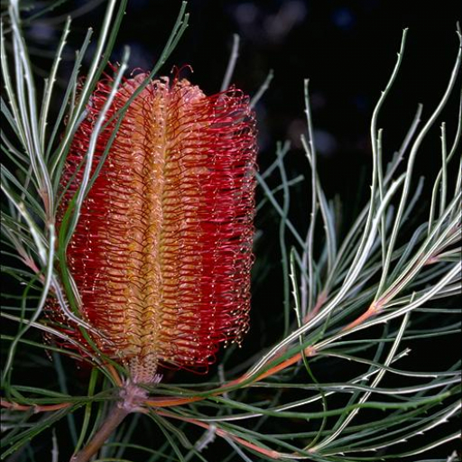 Red Swamp Banksia (Banksia Occidentalis) Plant Care & How to Grow, Water