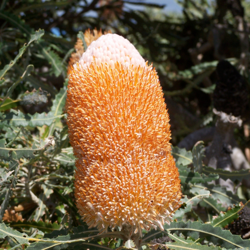 Acorn Banksia (Banksia Prionotes) Plant Care & How to Grow, Water