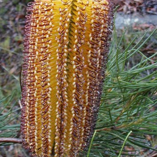 Hill Banksia (Banksia Spinulosa) Plant Care & How to Grow, Water