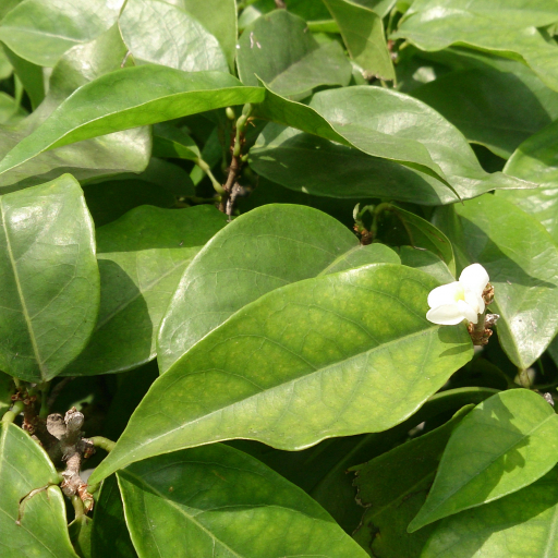 Chamise (Adenostoma Fasciculatum) Plant Care & How to Grow, Water